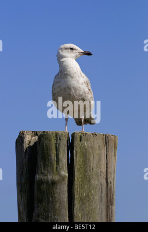 A young Herring Gull sits on the edge of a river spillway on a sunny ...