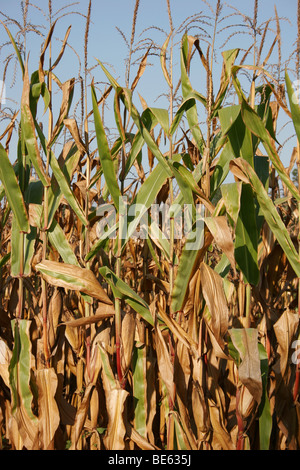 Maize crop during drought. Field of abandoned maize (corn, Zea mays ...