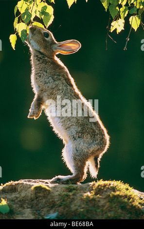 European rabbit standing upright on hind legs Lepus cuniculus North ...