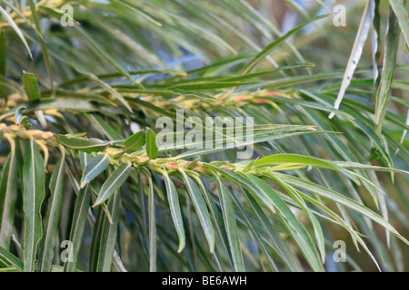 Japanese Fodder Willow grown in Canterbury, South Island,New Zealand ...