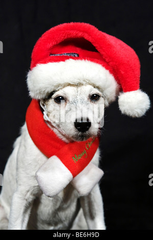 Dog wearing costume of Santa Clause's reindeer Rudolph at winter north ...