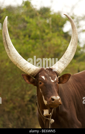 Ankole cow in western Uganda Stock Photo - Alamy
