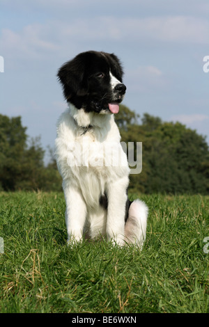 Landseer, male dog, 6 months, sitting in a meadow Stock Photo - Alamy