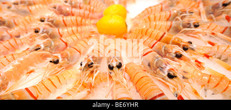 Fresh Australian Scampi, Sydney Fish Market, Sydney, New South Wales ...