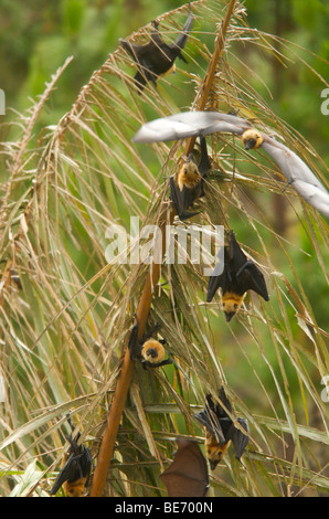 Group of Madagascar flying foxes Stock Photo - Alamy