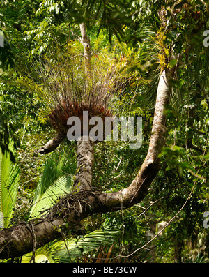 Basket fern (Drynaria rigidula), rain forest, Daintree National Park ...