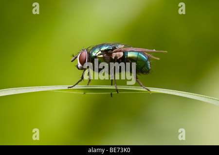 Animals, Insects, Fly, Greenbottle, Lucilia caesar, Resting on leaf in ...