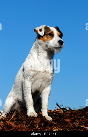 Parson Jack Russell terrier sitting up and begging Stock Photo - Alamy