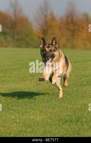 German shepherd dog running across a grassy field Stock Photo - Alamy