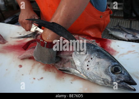 Albacore Tuna (Thunnus alalunga) Being Filleted - Oregon USA - Known as ...