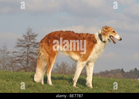 Borzoi standing on a meadow, sideways Stock Photo - Alamy