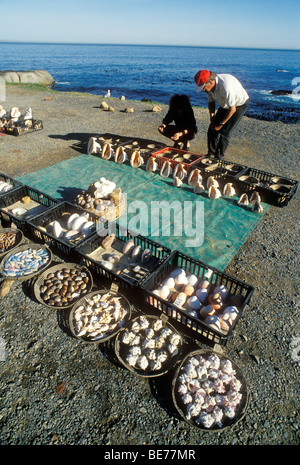 Sea shells, Cape Town, South Africa Stock Photo - Alamy