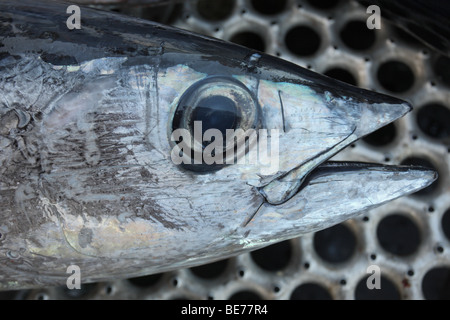 Albacore tuna fish Thunnus Alalunga underwater ocean Stock Photo - Alamy