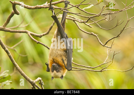 Madagascar Flying Fox (Pteropus rufus Stock Photo - Alamy