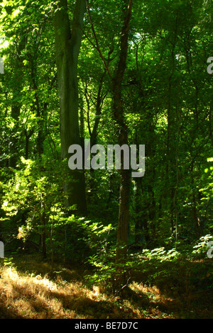 Dappled sunlight filtering through leaves and trees close up Stock ...