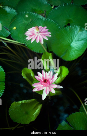Water lilies bloom in a pond at Qingyan Garden in Huai'an, east China's ...