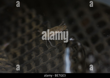 Crab breeding at COMB in Baltimore Stock Photo - Alamy