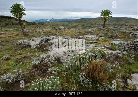 Afro-alpine moorland at 4000m altitude, Sanetti plateau, Bale Mountains ...
