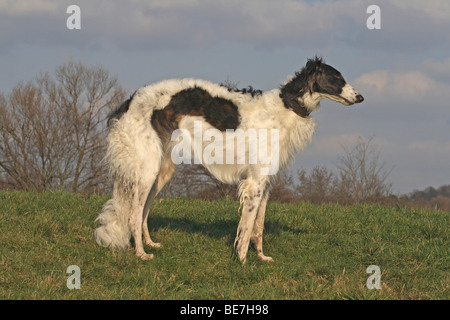 Borzoi standing on meadow Stock Photo - Alamy