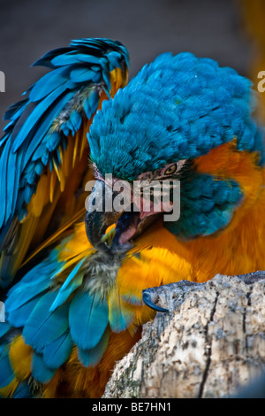 Blue-throated Macaw, (Ara glaucogularis,) from Bolivia. Critically ...