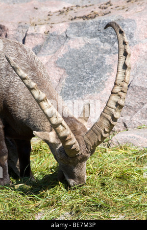 Male wild Alpine Ibex / Capra Ibex / Steinbock / Alpensteinbock resting ...