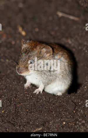 mouse watching the earth Stock Photo - Alamy