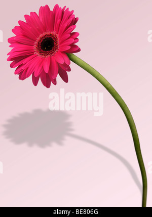 gerbera red and shadow Stock Photo - Alamy