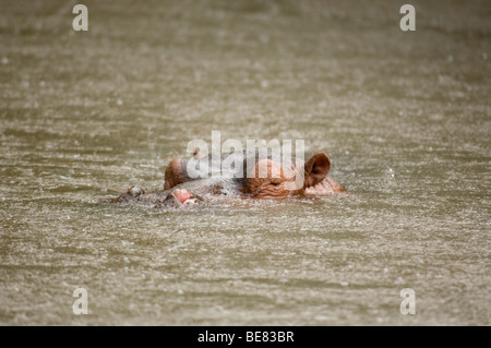Hippopotamus (Hippopotamus amphibius) in the rain, Meru National Park ...