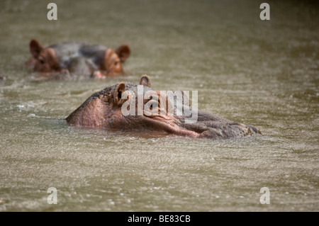 Hippopotamus (Hippopotamus amphibius) in the rain, Meru National Park ...
