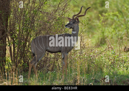Lesser kudu ( Tragelaphus imberbis), Meru National Park, Kenya Stock ...