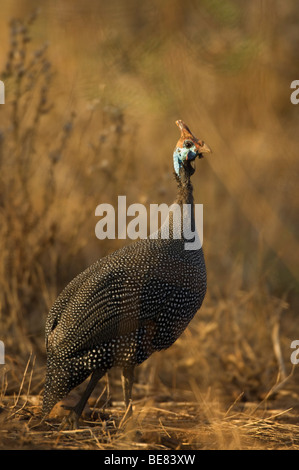 Helmeted Guineafowl (Numida meleagris), Meru National Park, Kenya Stock ...