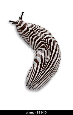 Nice striped black and white zebra is eating green grass on a meadow ...