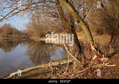 Beversporen in een Ooibos, doorgeknaagde boomstammen van Wilgen Stock ...