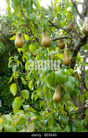 Pears grow on a tree in the garden. Selective focus Stock Photo - Alamy