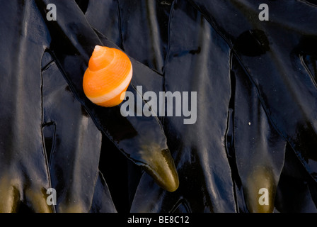 ruwe alikruik op blaaswier met laagwater; rough periwinkle on bladder ...