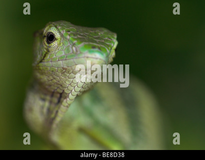 Monkey Tree Lizard Polychrus marmoratus with warning flap under chin ...
