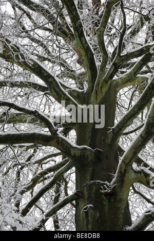 Boom in winter met sneeuw; Tre in winter with snow Stock Photo - Alamy