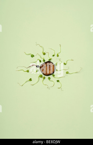 Bean sprouts arranged around slice of dried lotus root depicting sperm ...