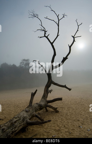 Dode Boom; Dead Tree Stock Photo - Alamy