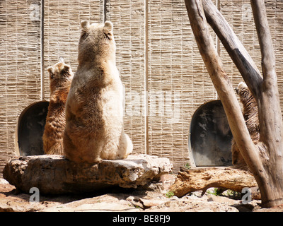 Syrian brown bears ( Ursus arctos syriacus ) a relatively small ...