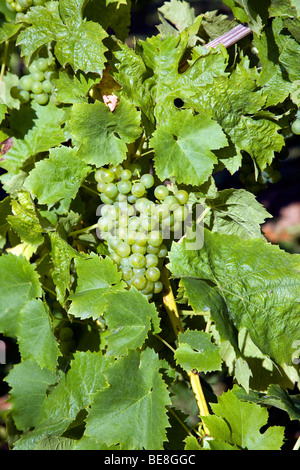 Grapes for white wine, Shawsgate vineyard, Suffolk, England Stock Photo ...