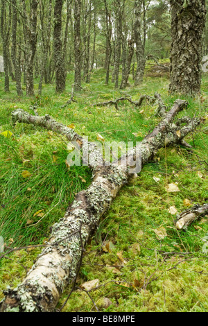 Rotting branch of silver birch tree in forest in Boat of Garten ...