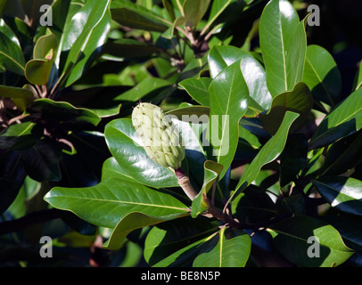 Magnolia fruit cone before it splits. The cone pod is white and the ...