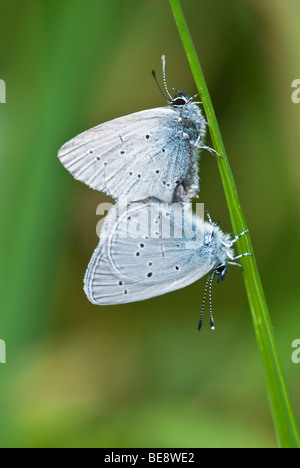 Small blue butterflies (Cupido minimus) - five butterflies close ...
