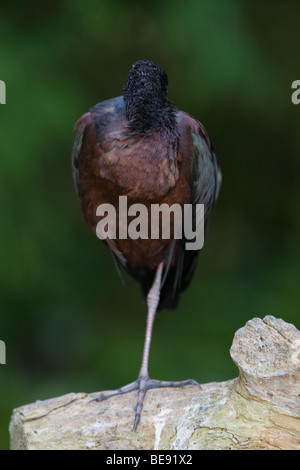 Glossy Ibis (Plegadis falcinellus) Aves Stock Photo - Alamy