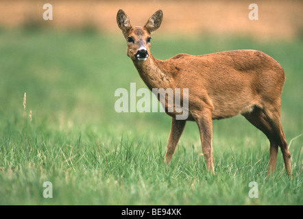 Ree; Roe deer Stock Photo - Alamy