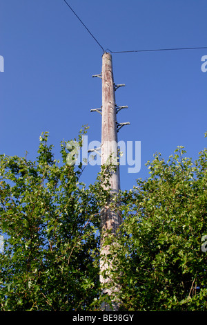 Wooden telegraph pole / pylon England , UK Stock Photo - Alamy