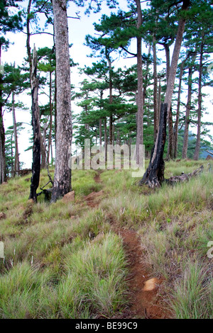 Pine forest in Mt. Tapulao, Zambales Stock Photo - Alamy