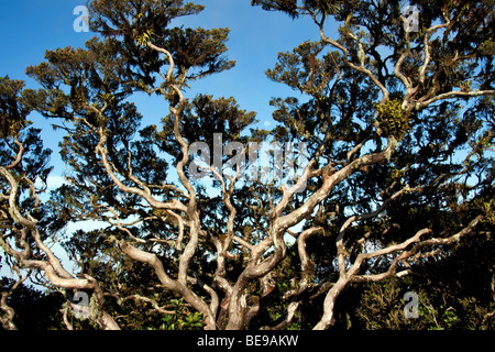 Gnarled tree at the summit of Mt. Tapulao in Zambales Stock Photo - Alamy