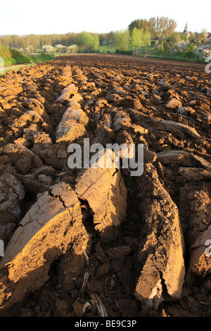 Aardekluiten in geploegde akker, Haspengouw, Belgi Broken earth of ...